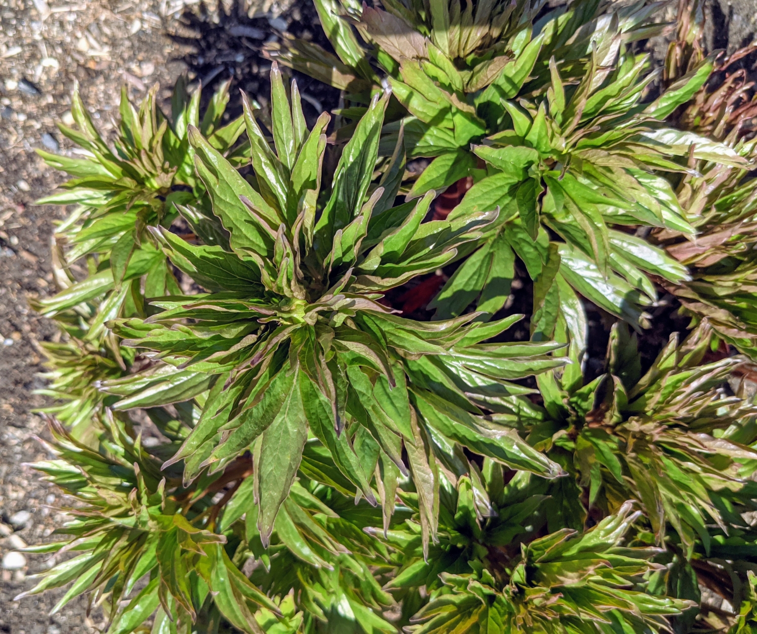 Staking the Herbaceous Peonies - The Martha Stewart Blog