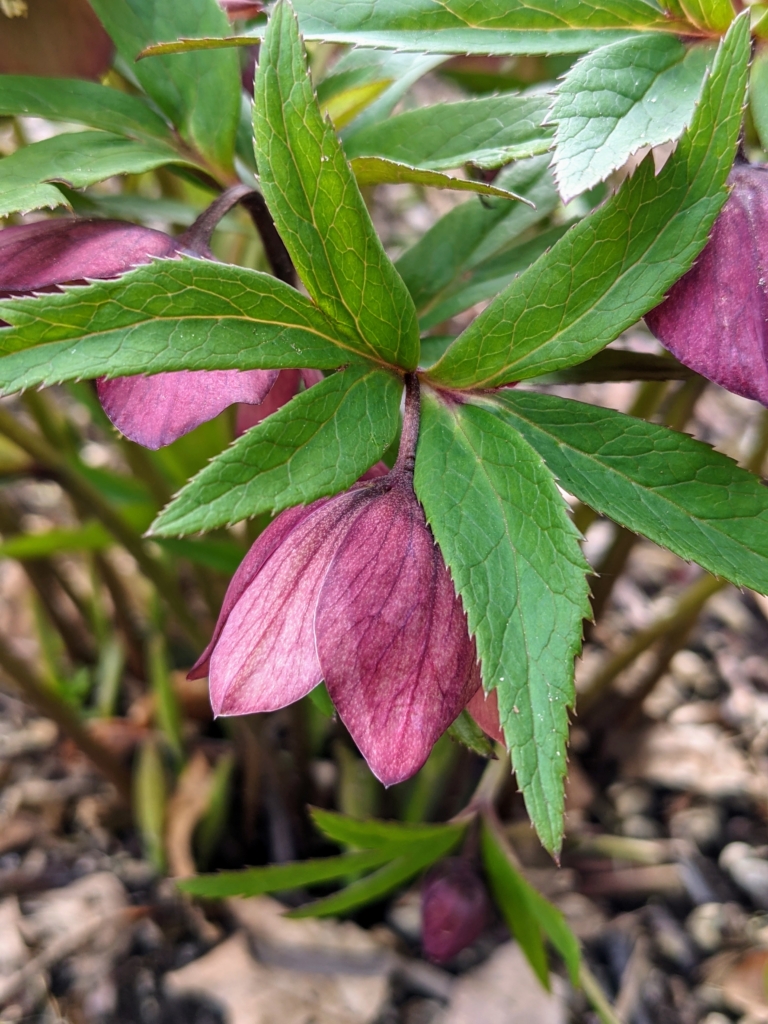Flowering Hellebores - The Martha Stewart Blog
