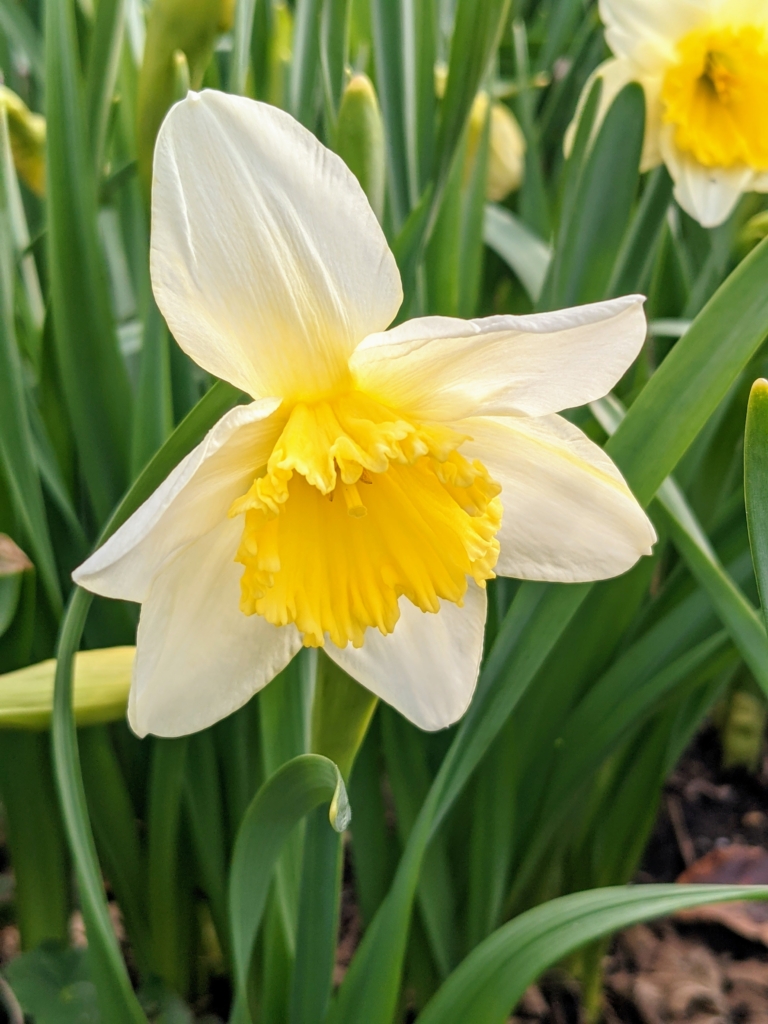 The Gardens in Mid-April - The Martha Stewart Blog