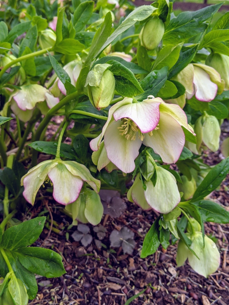 Flowering Hellebores - The Martha Stewart Blog