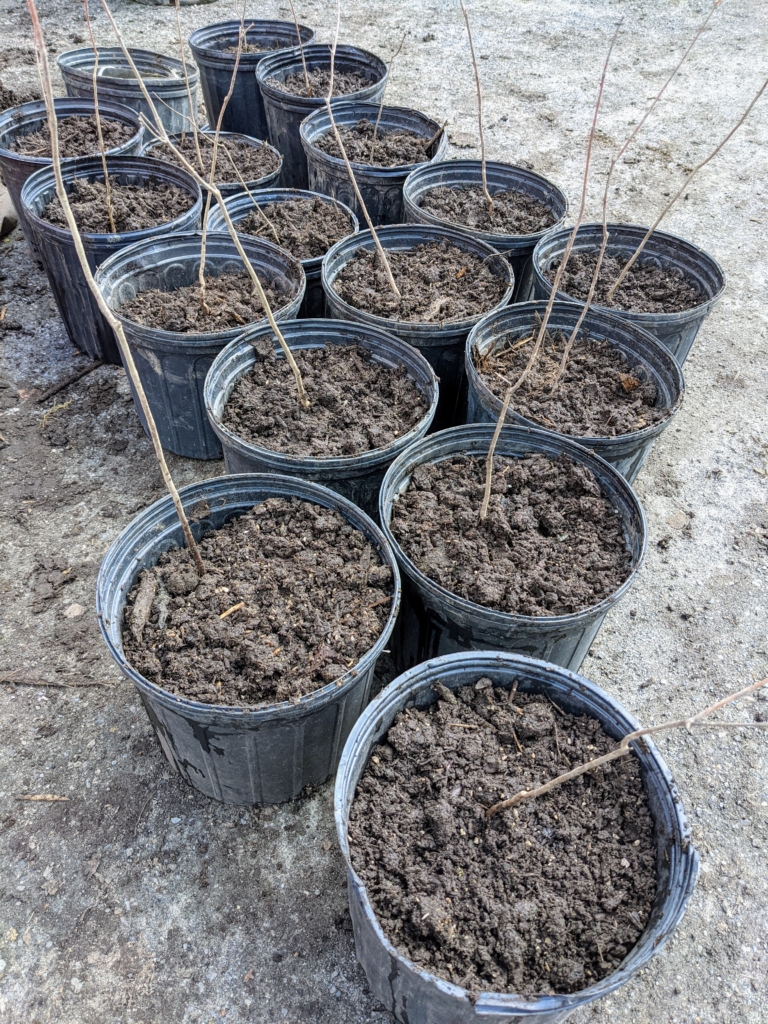 Potting Trees at the Farm - The Martha Stewart Blog