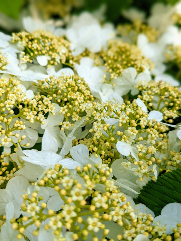 The Blooming Viburnum - The Martha Stewart Blog