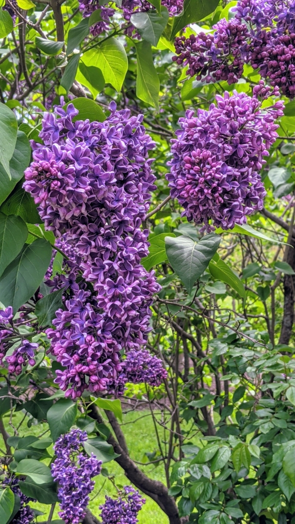 The Blooming Allee of Lilacs at My Farm - The Martha Stewart Blog