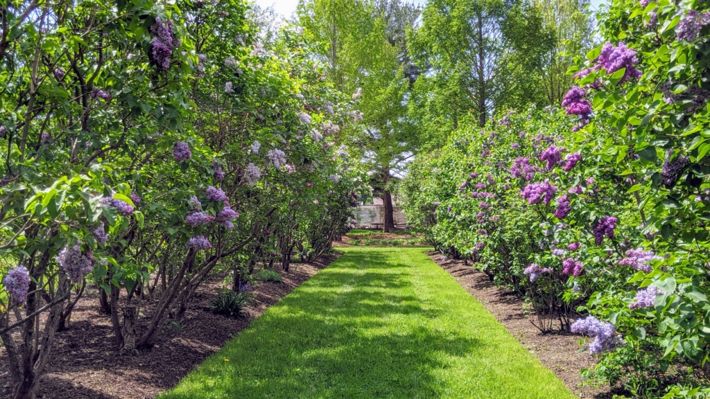 The Blooming Allee of Lilacs at My Farm - The Martha Stewart Blog