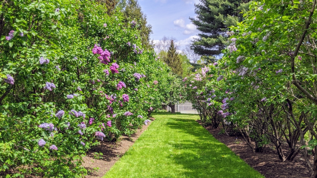 The Blooming Allee of Lilacs at My Farm - The Martha Stewart Blog