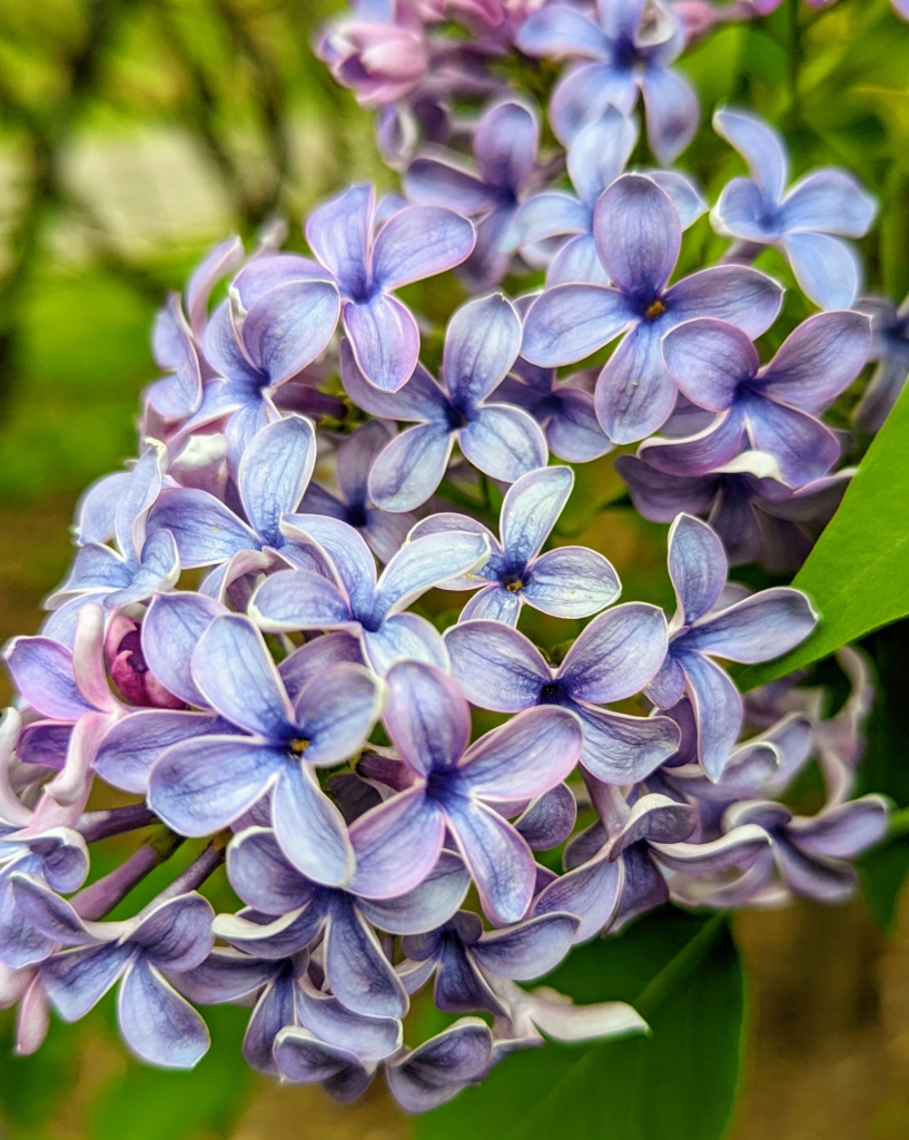 The Blooming Allee of Lilacs at My Farm - The Martha Stewart Blog