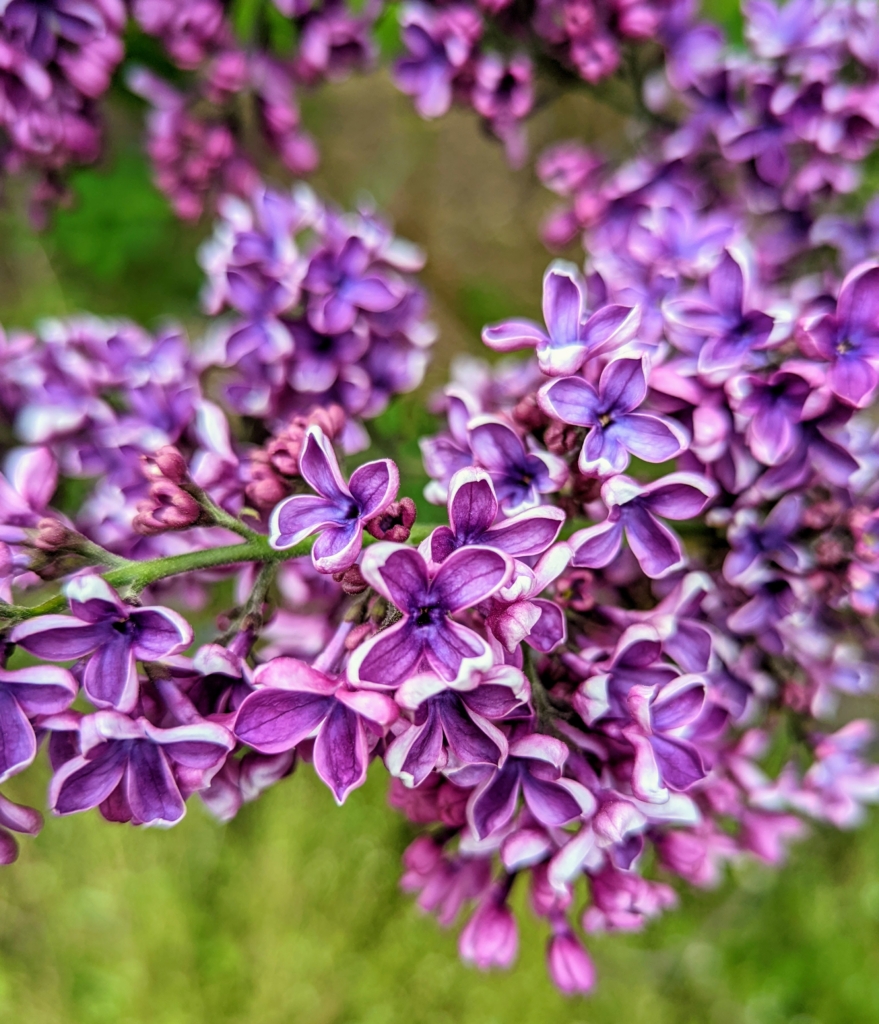 The Blooming Allee of Lilacs at My Farm - The Martha Stewart Blog