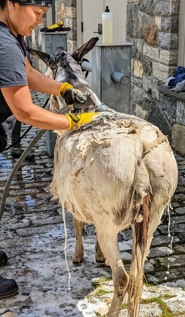 A Spring Bath for the Donkeys - The Martha Stewart Blog