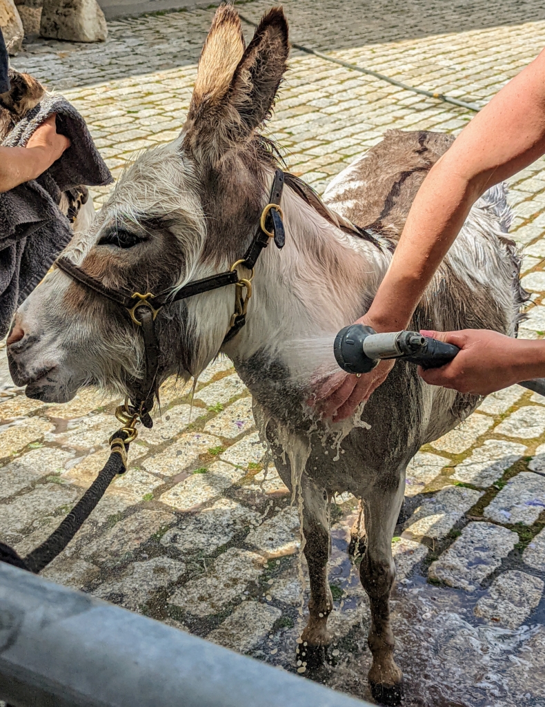 A Spring Bath for the Donkeys - The Martha Stewart Blog