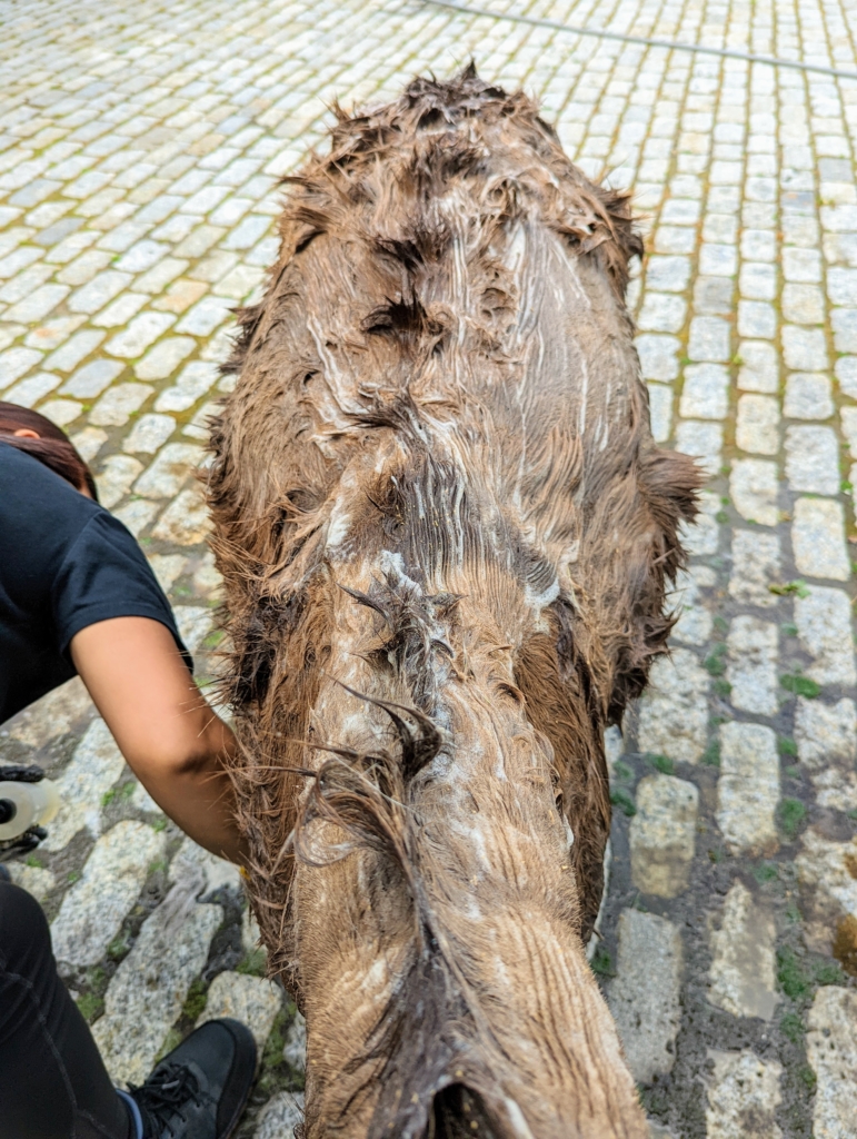 The Martha Stewart Blog : Blog Archive A Spring Bath for the Donkeys ...