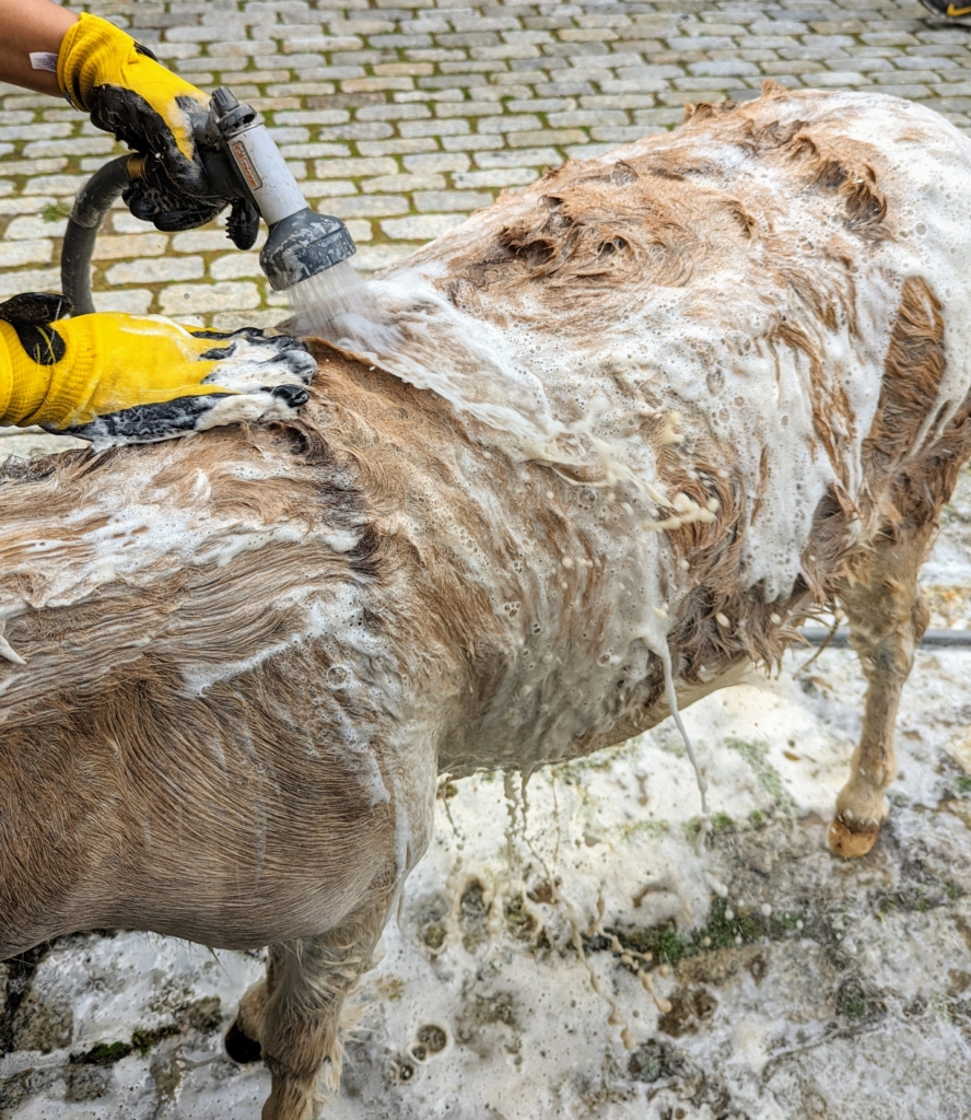 The Martha Stewart Blog : Blog Archive A Spring Bath for the Donkeys ...