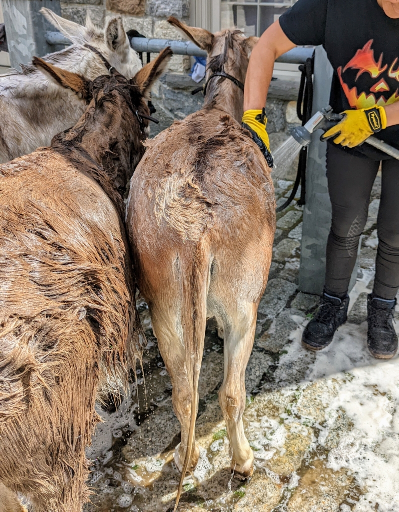 The Martha Stewart Blog : Blog Archive A Spring Bath for the Donkeys ...
