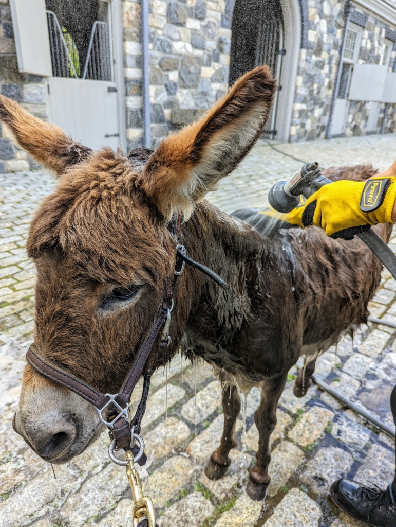 A Spring Bath for the Donkeys - The Martha Stewart Blog