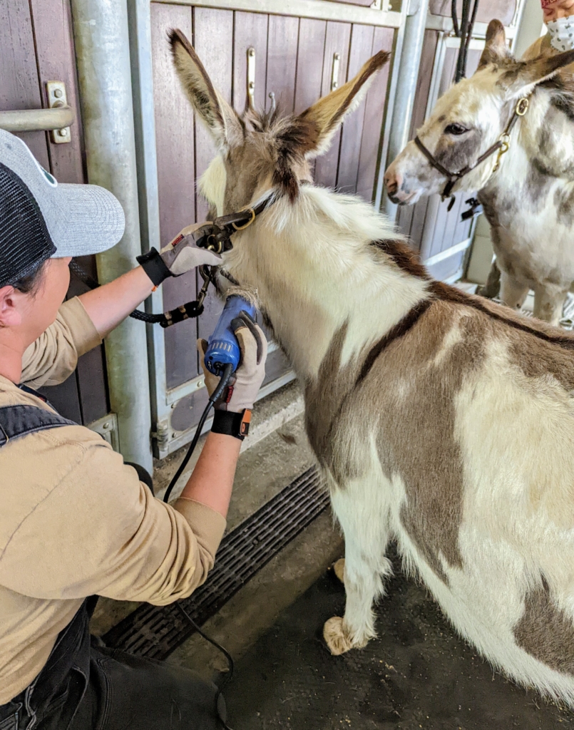 The Donkeys Get Summer Haircuts - The Martha Stewart Blog
