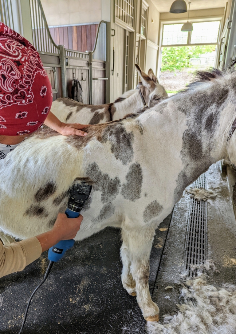 The Donkeys Get Summer Haircuts - The Martha Stewart Blog