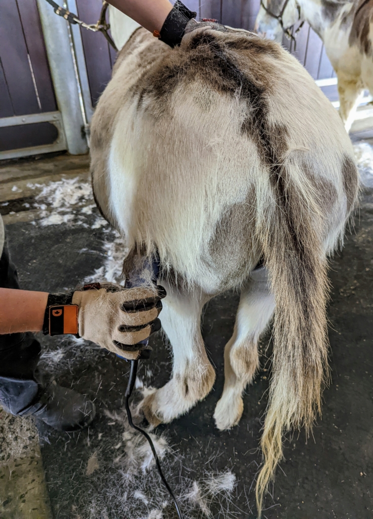 The Donkeys Get Summer Haircuts - The Martha Stewart Blog