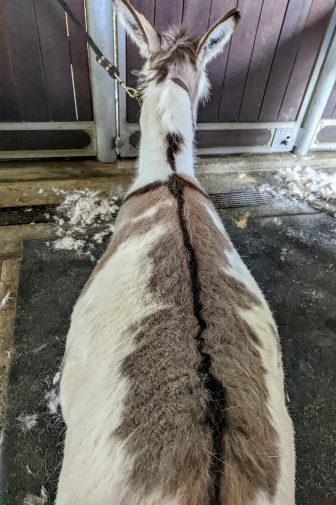The Martha Stewart Blog : Blog Archive The Donkeys Get Summer Haircuts ...