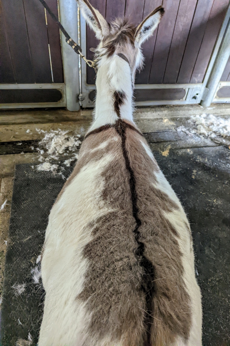 The Donkeys Get Summer Haircuts - The Martha Stewart Blog