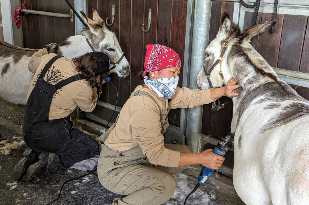 The Donkeys Get Summer Haircuts - The Martha Stewart Blog