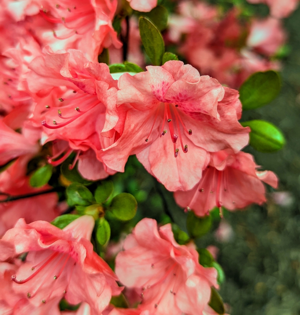My Blooming Azalea Grove - The Martha Stewart Blog