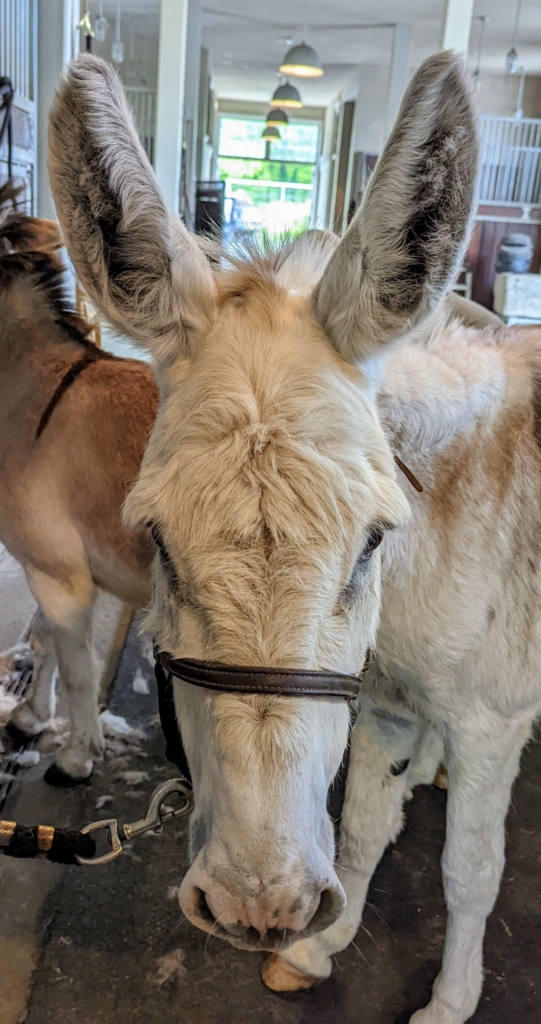 The Donkeys Get Summer Haircuts - The Martha Stewart Blog