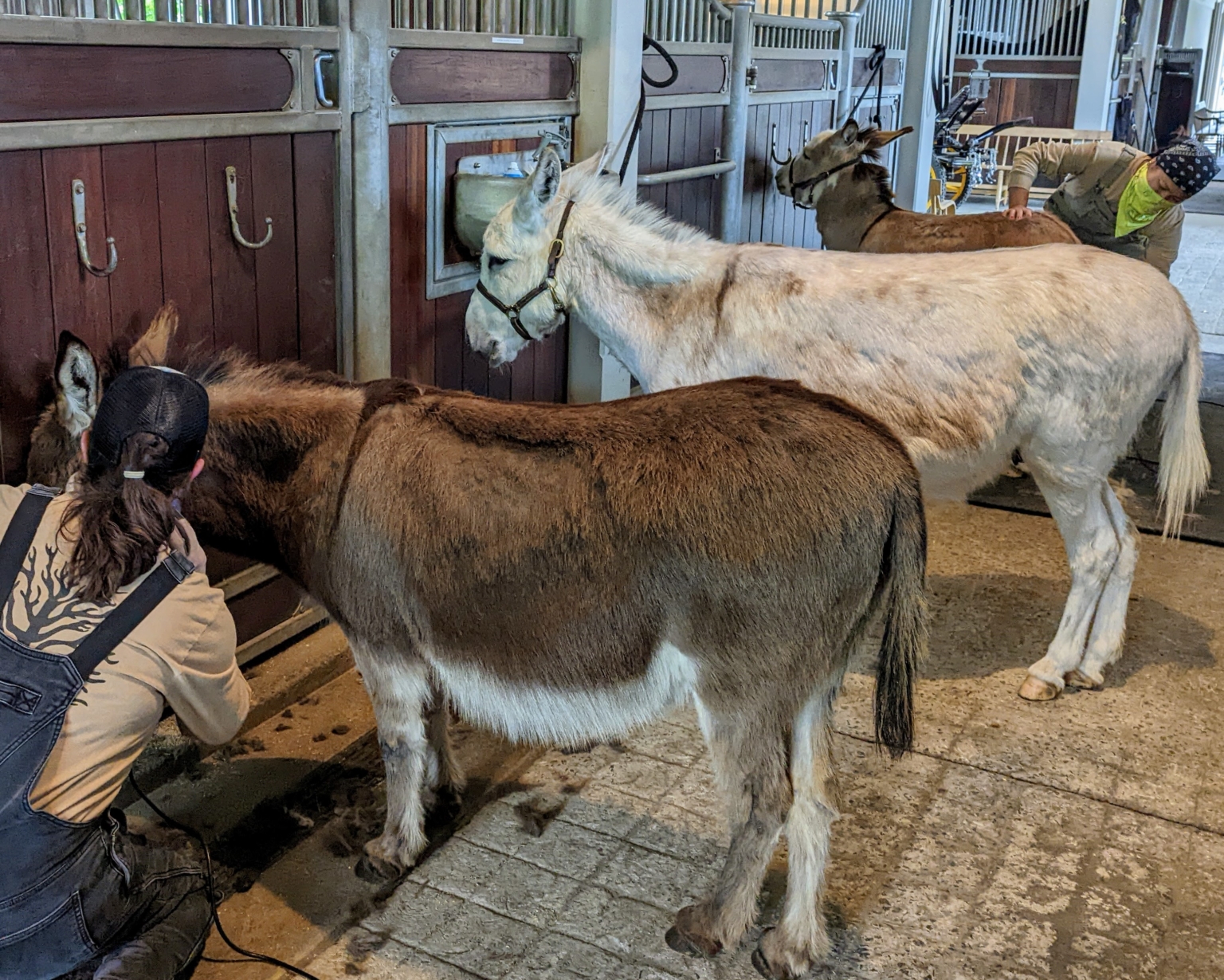 The Donkeys Get Summer Haircuts - The Martha Stewart Blog