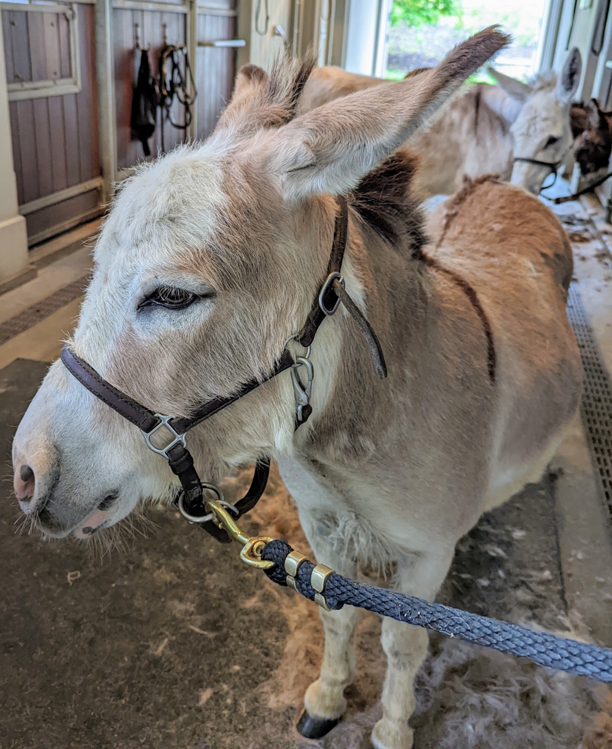 The Donkeys Get Summer Haircuts - The Martha Stewart Blog