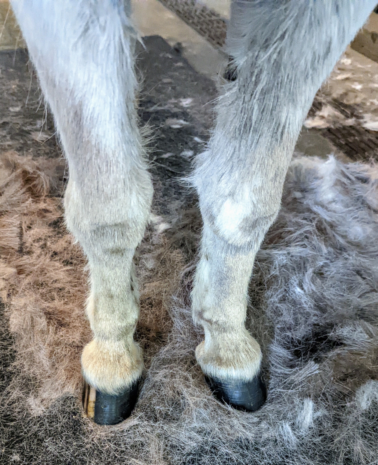 The Donkeys Get Summer Haircuts - The Martha Stewart Blog