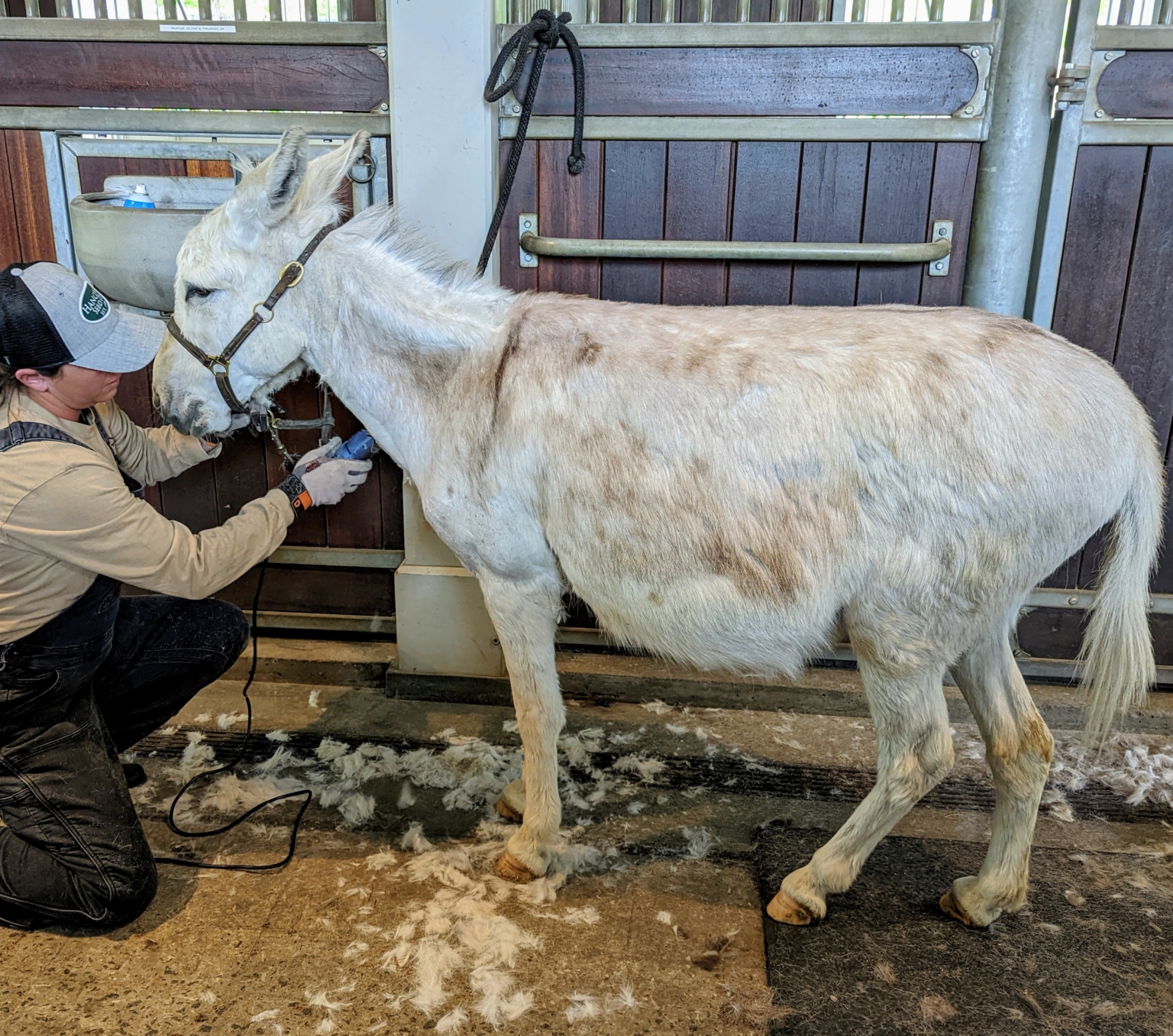 The Donkeys Get Summer Haircuts - The Martha Stewart Blog