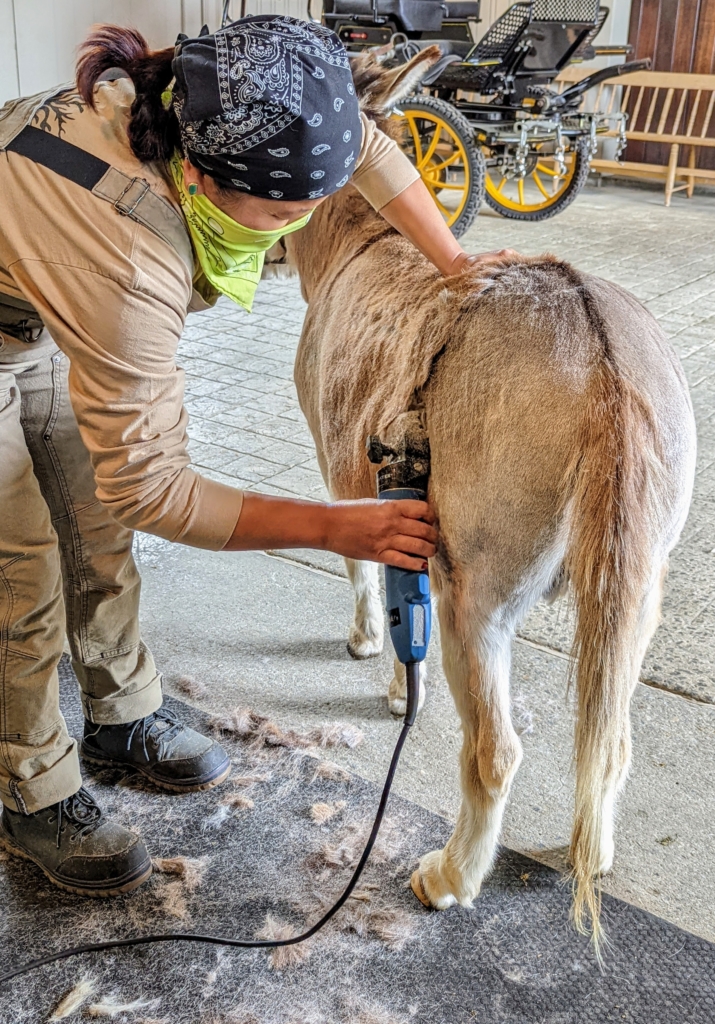 The Donkeys Get Summer Haircuts - The Martha Stewart Blog