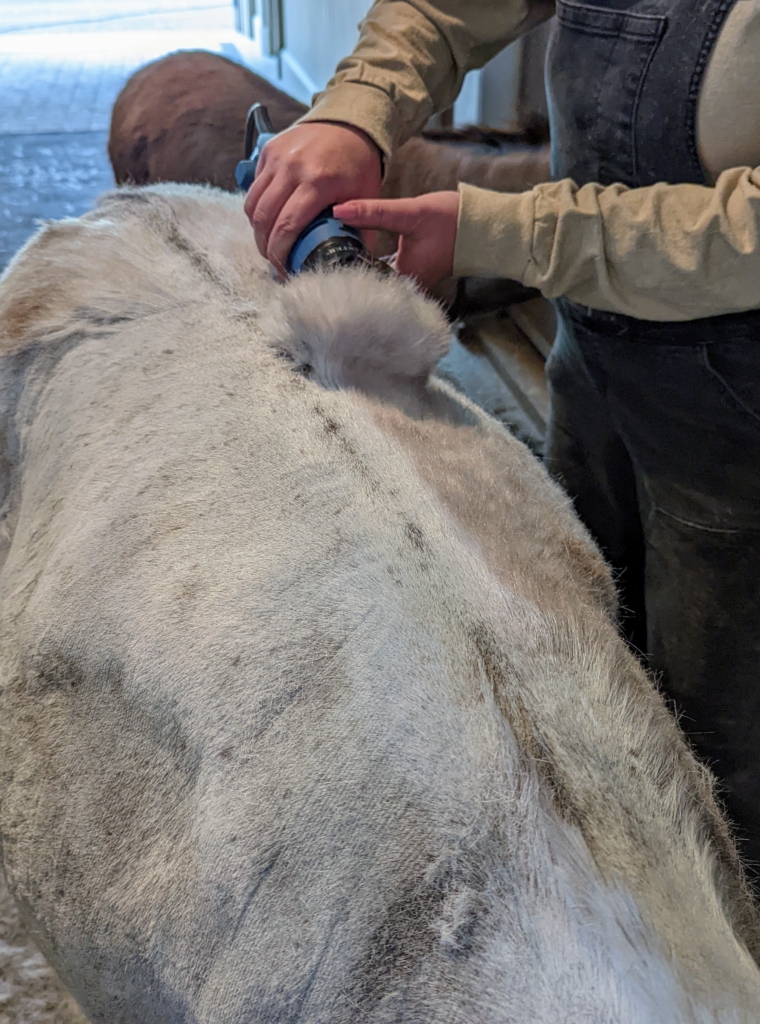 The Donkeys Get Summer Haircuts - The Martha Stewart Blog