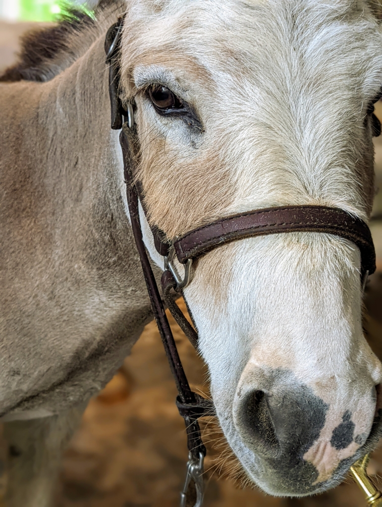 The Donkeys Get Summer Haircuts - The Martha Stewart Blog