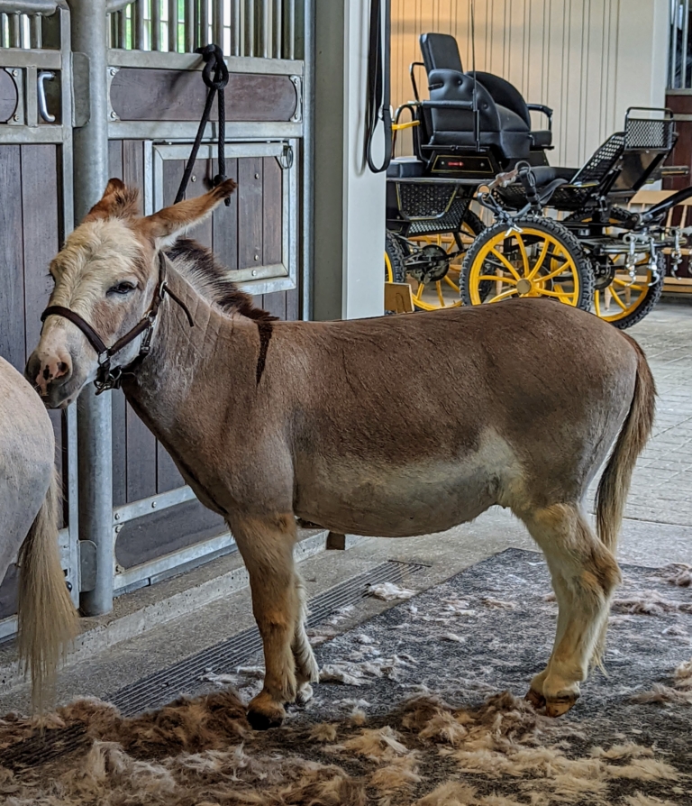 The Donkeys Get Summer Haircuts - The Martha Stewart Blog