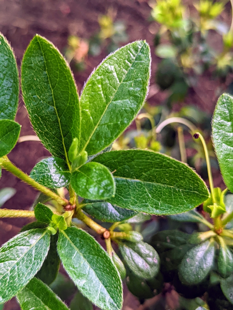 More Planting in My New Azalea Grove - The Martha Stewart Blog