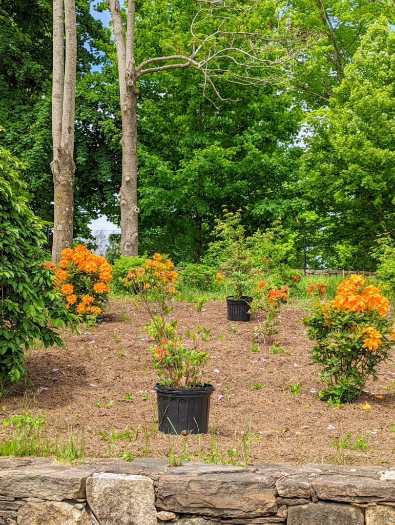 More Planting in My New Azalea Grove - The Martha Stewart Blog