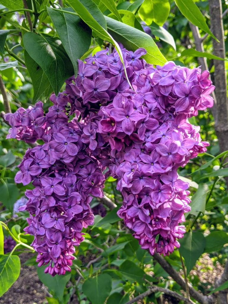 The Blooming Allee of Lilacs at My Farm - The Martha Stewart Blog