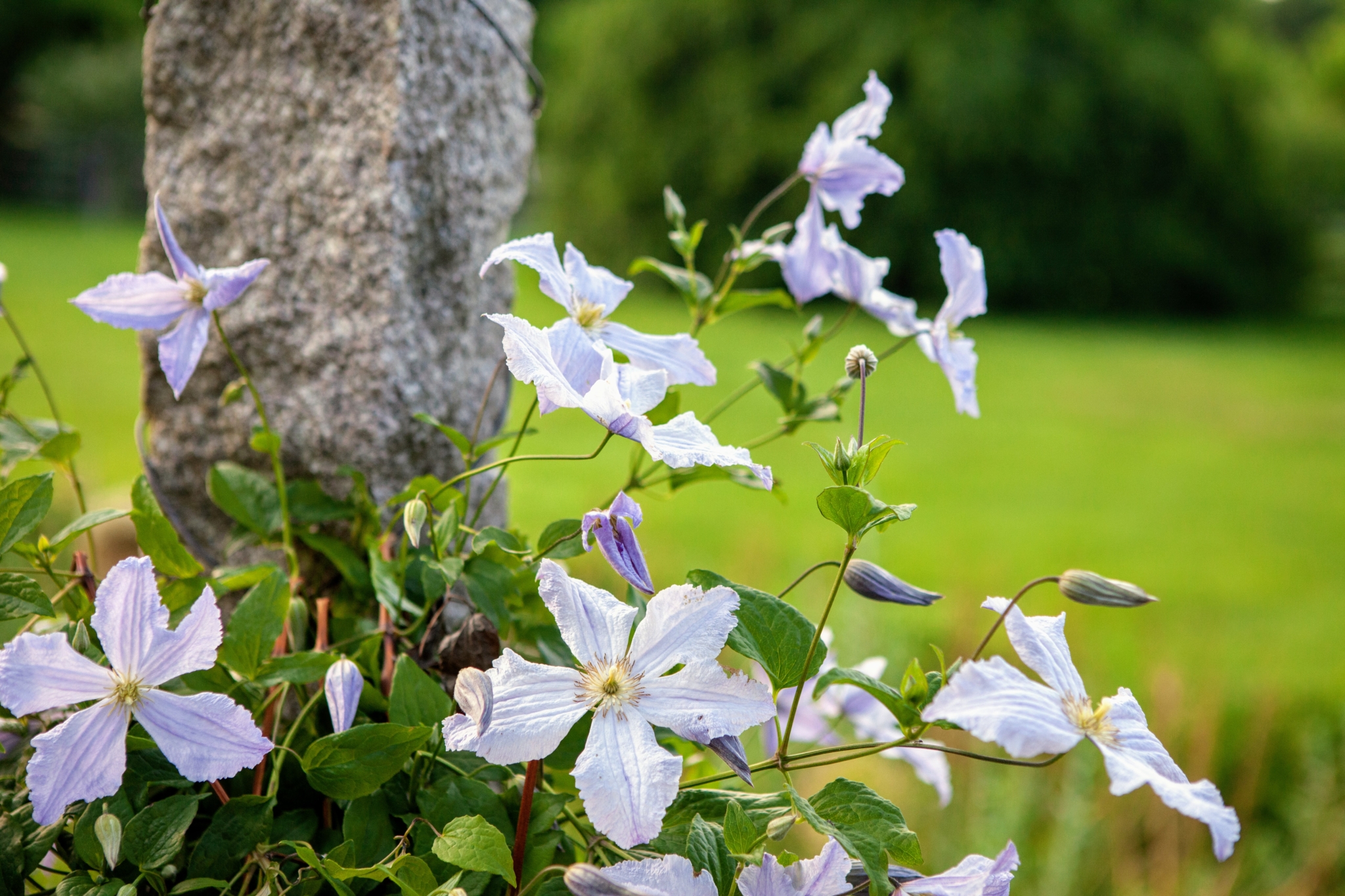 Beautiful Clematis Blooms - The Martha Stewart Blog