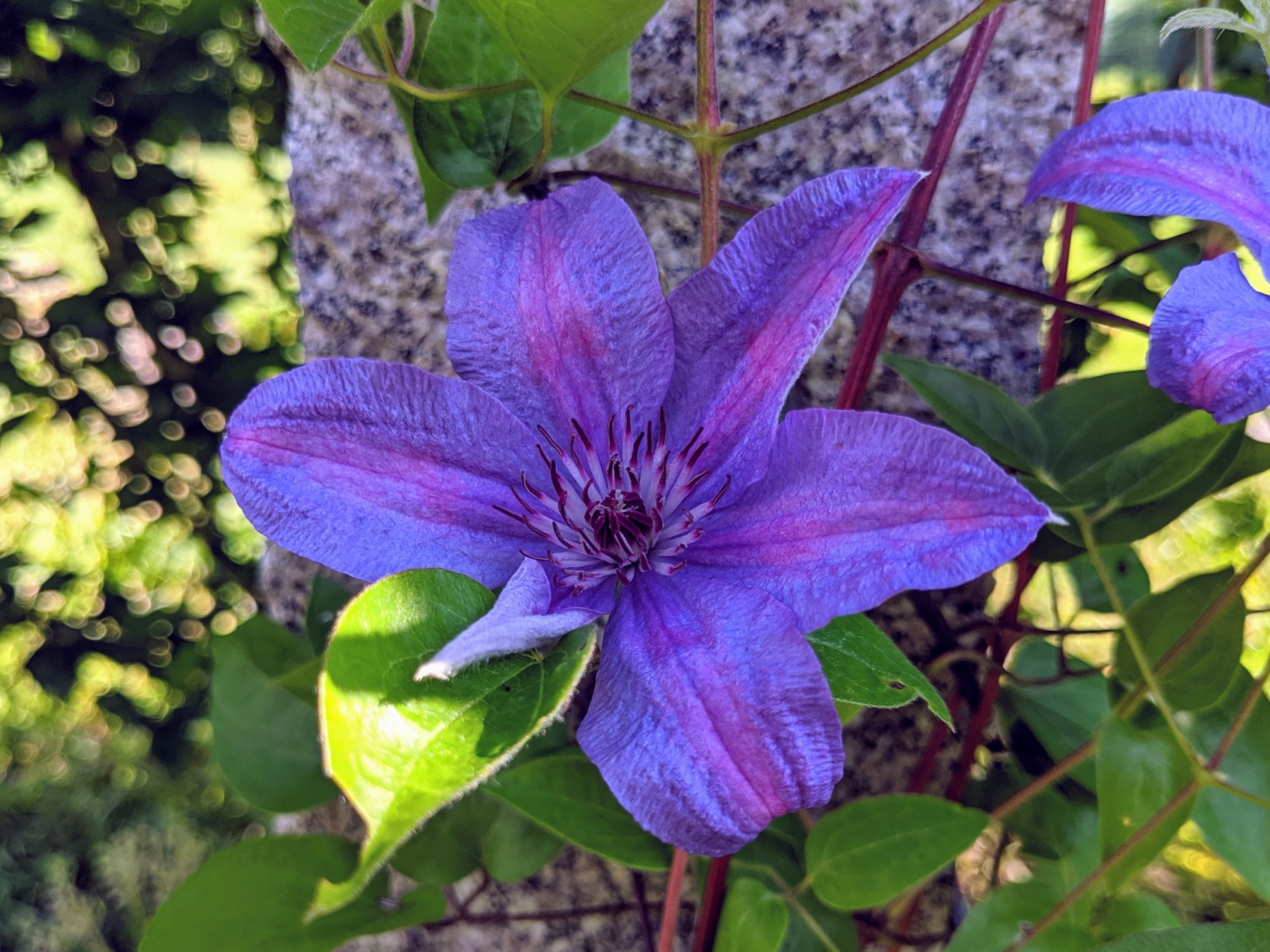 Beautiful Clematis Blooms - The Martha Stewart Blog