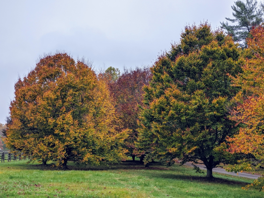 Caring for My American Beech Trees - The Martha Stewart Blog