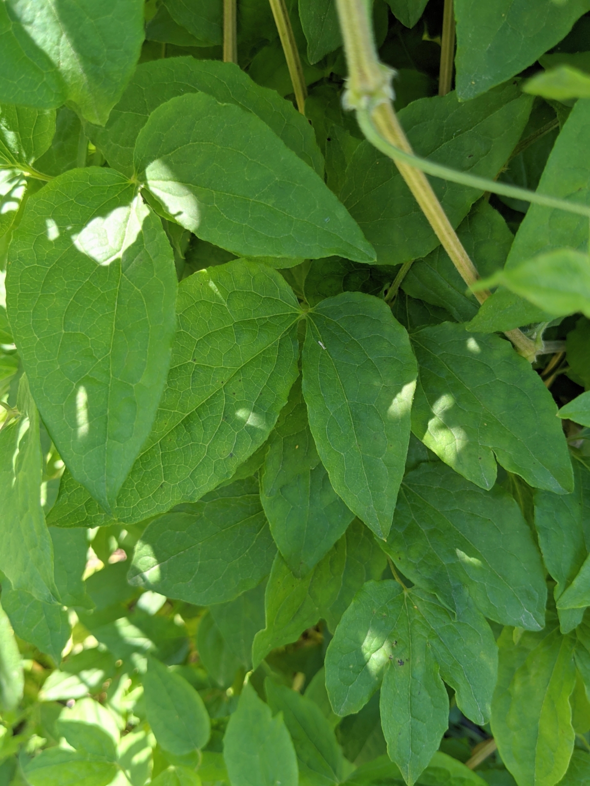 Beautiful Clematis Blooms - The Martha Stewart Blog