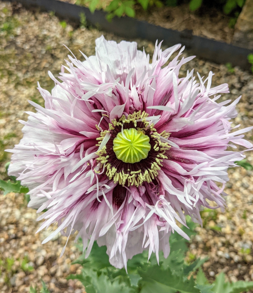 The Poppies in My Garden - The Martha Stewart Blog