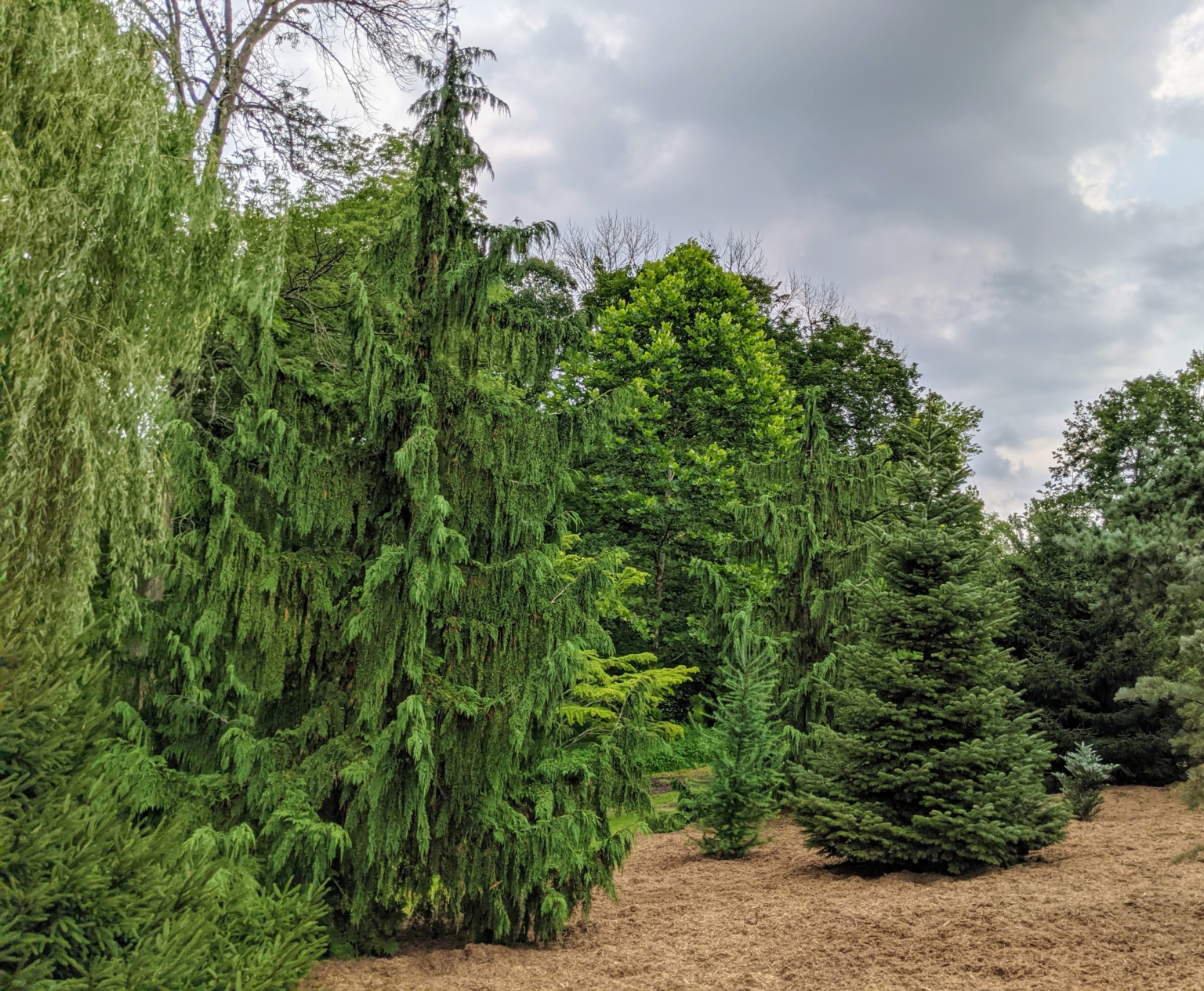 A Walk Through My Pinetum - The Martha Stewart Blog