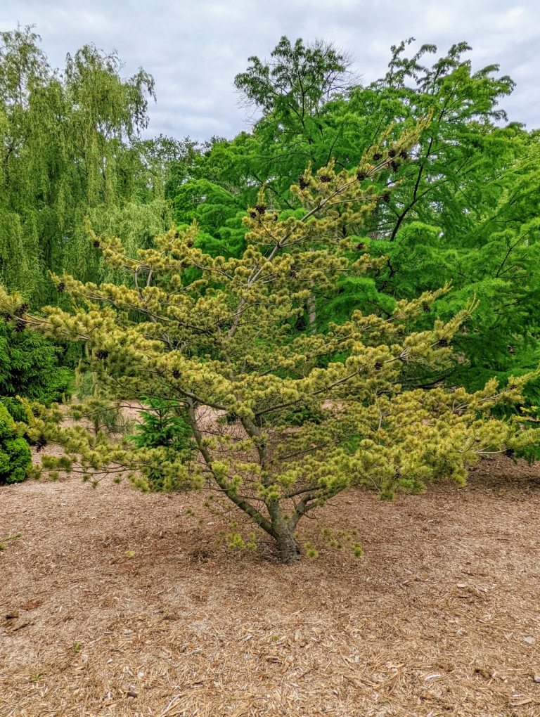 A Walk Through My Pinetum - The Martha Stewart Blog