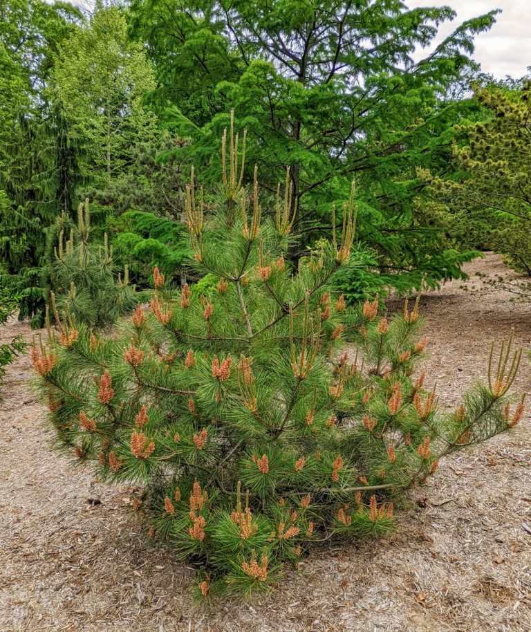 A Walk Through My Pinetum - The Martha Stewart Blog