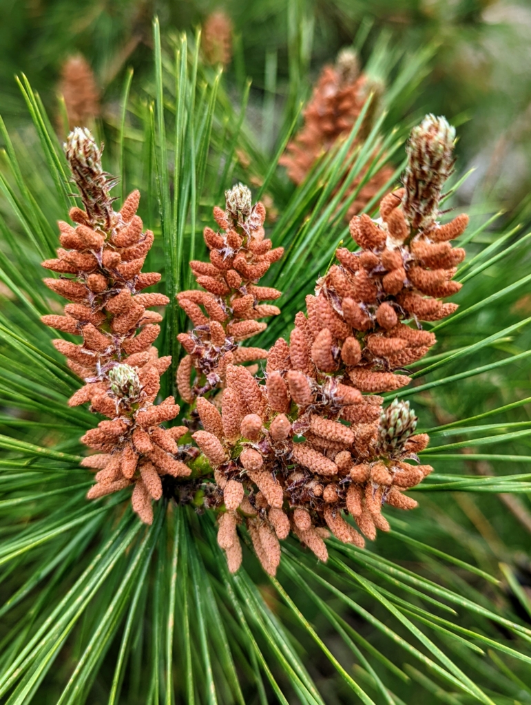 A Walk Through My Pinetum - The Martha Stewart Blog