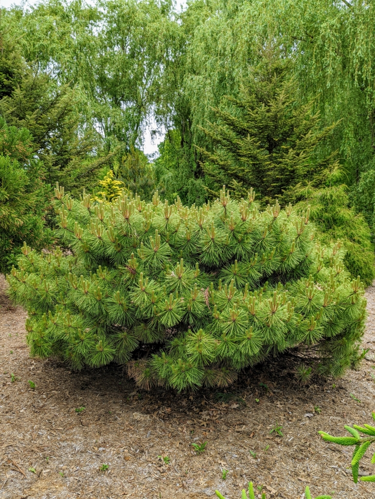 A Walk Through My Pinetum - The Martha Stewart Blog