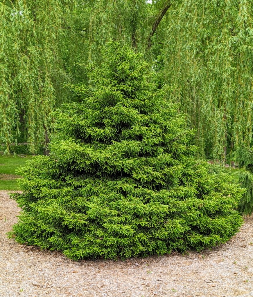 A Walk Through My Pinetum - The Martha Stewart Blog