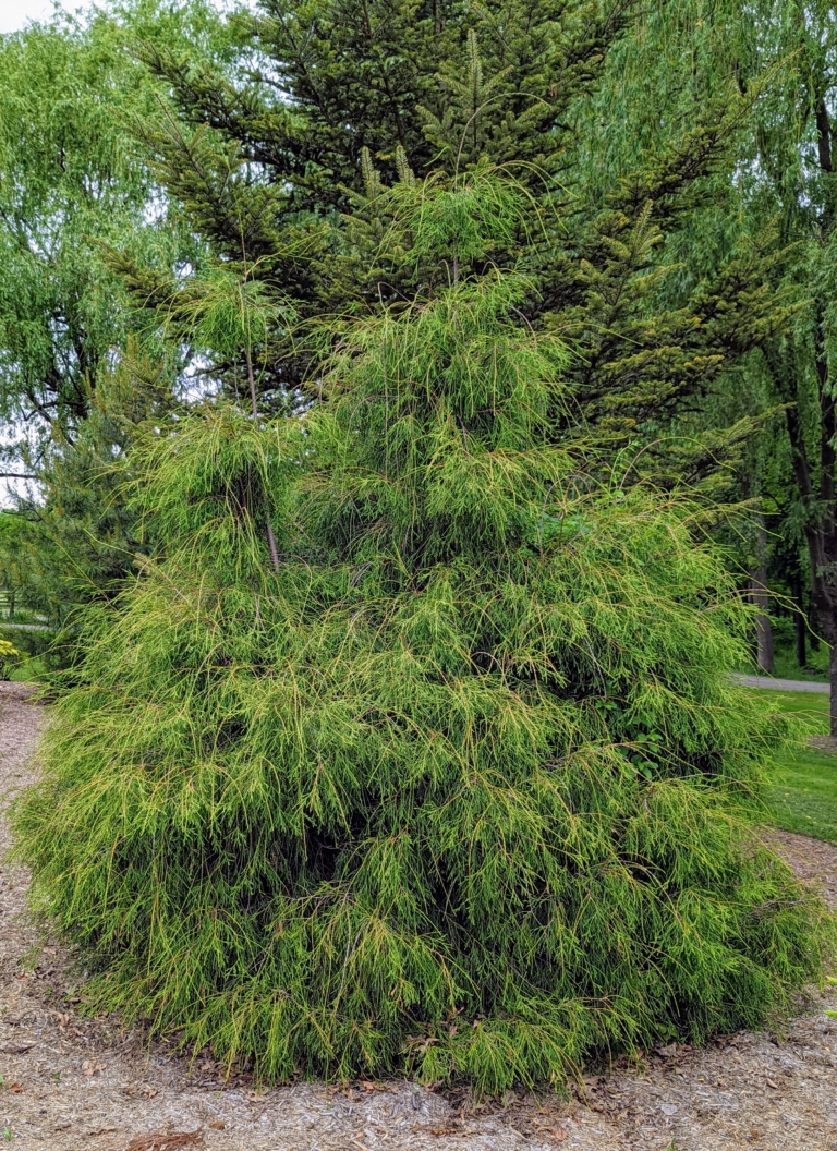 A Walk Through My Pinetum - The Martha Stewart Blog