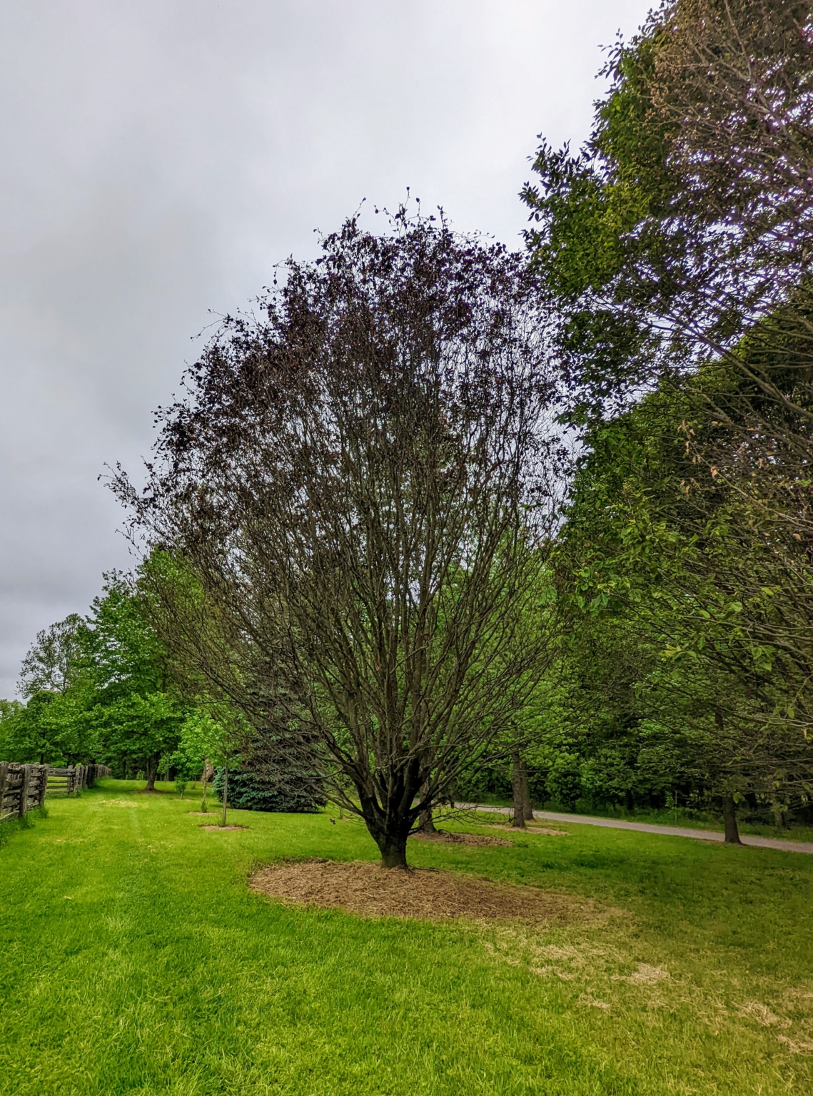 Caring for My American Beech Trees - The Martha Stewart Blog