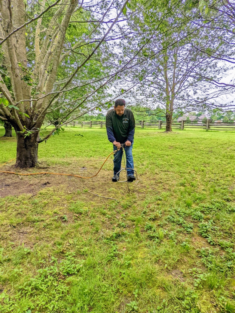 The Martha Stewart Blog : Blog Archive Caring for My American Beech ...